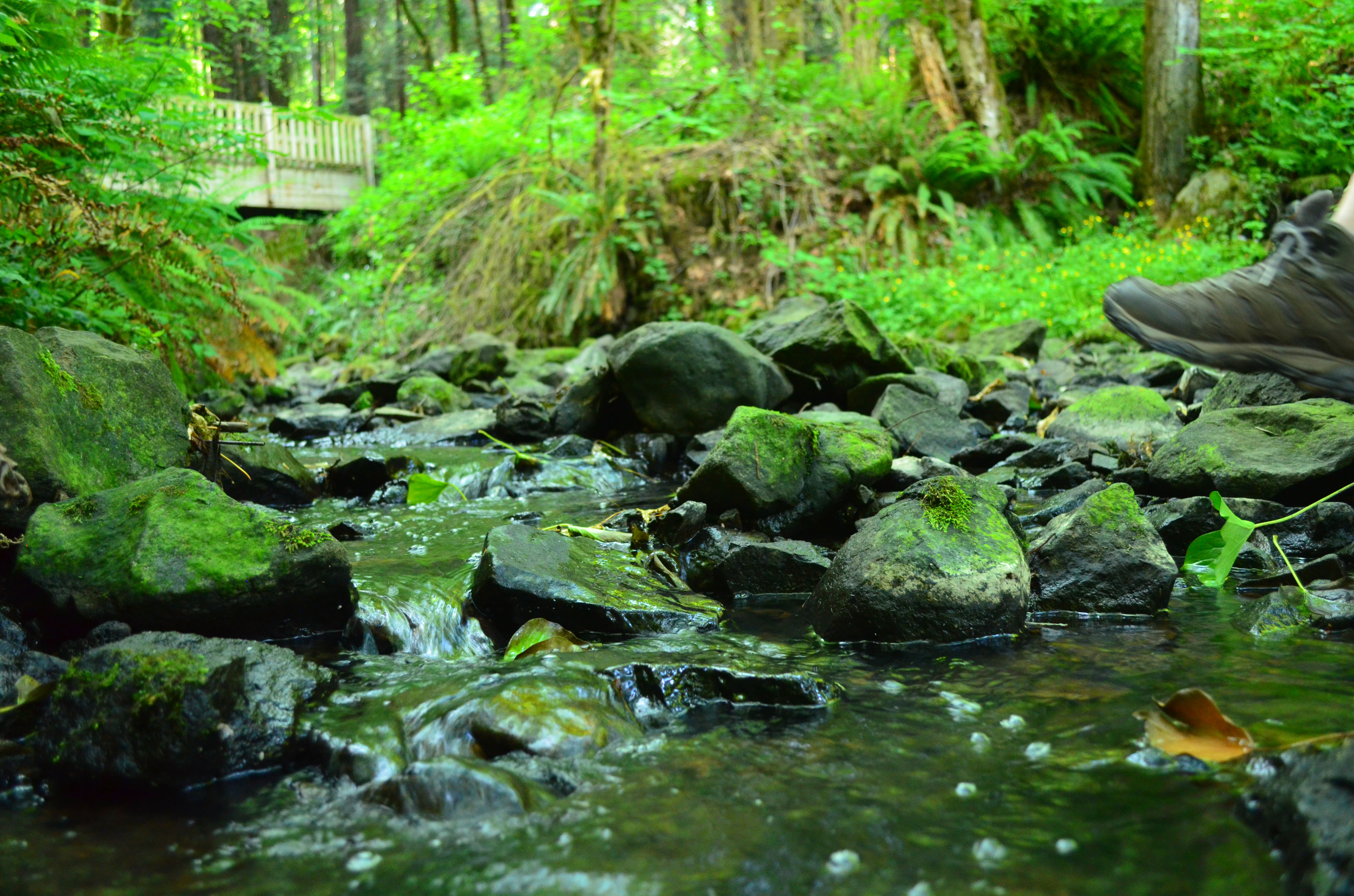 Watershed Science – Tryon Creek Watershed Council