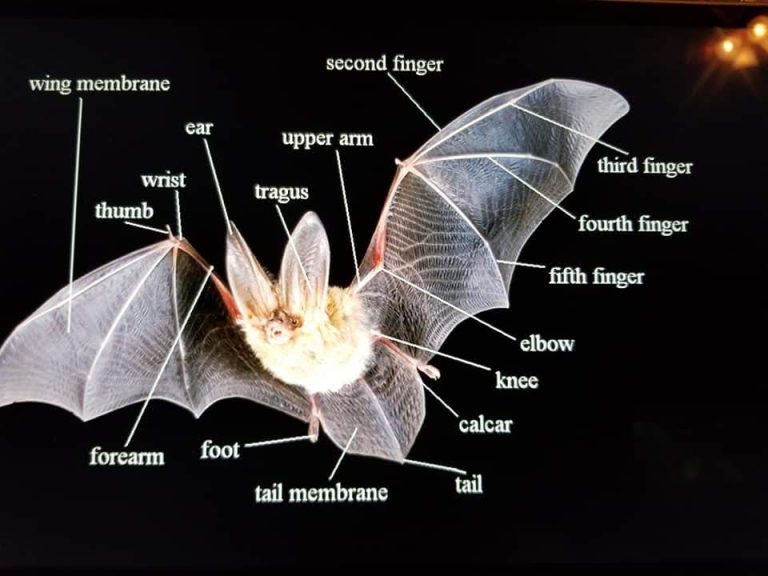 Batty for Bats! Science Talk Success – Tryon Creek Watershed Council