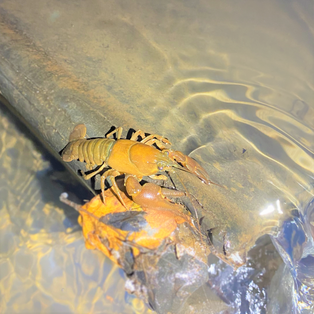 Watershed Science – Tryon Creek Watershed Council