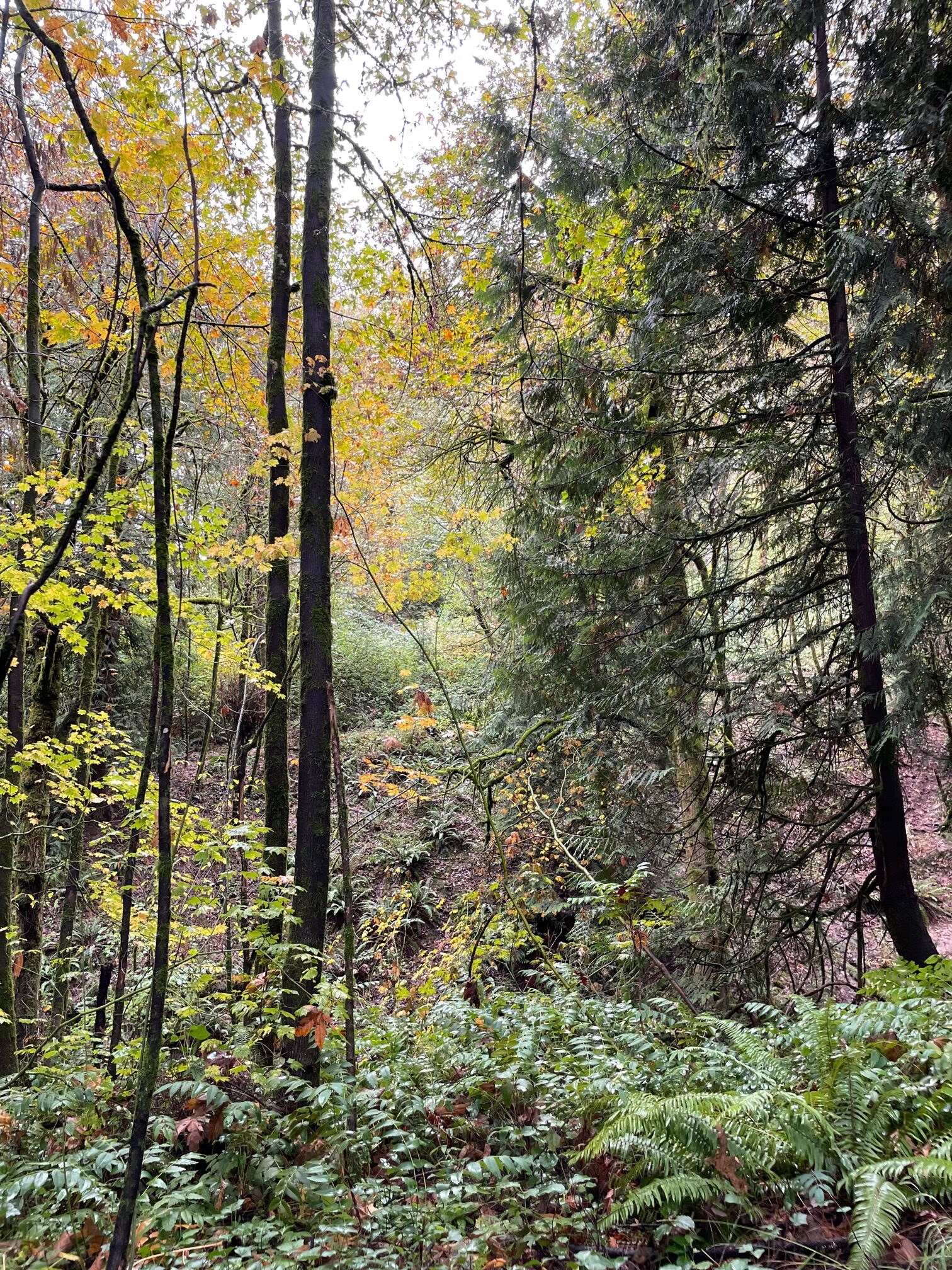 Tree Ivy Removal with Cascade Education Corps – Tryon Creek Watershed ...