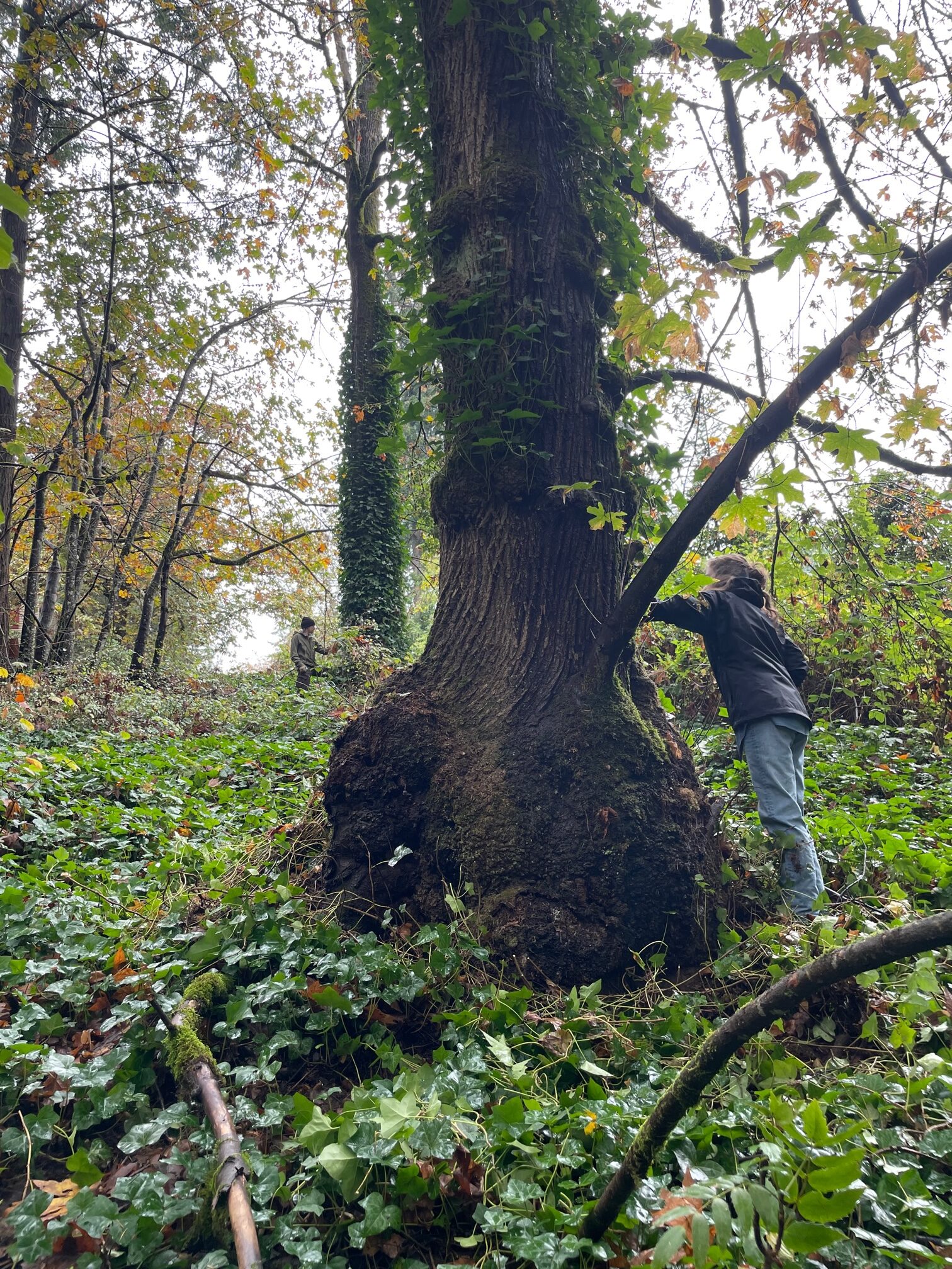 Tree Ivy Removal with Cascade Education Corps – Tryon Creek Watershed ...