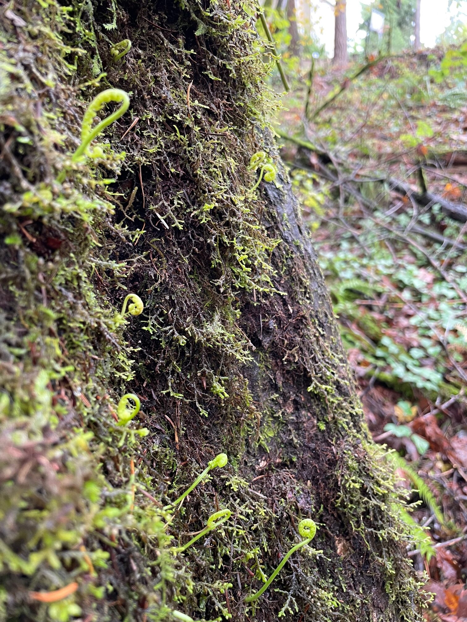 Tree Ivy Removal with Cascade Education Corps – Tryon Creek Watershed ...