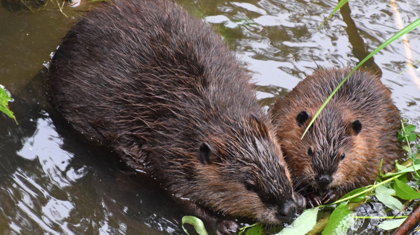 Science Talk: Beavers in our Watersheds! – Tryon Creek Watershed Council